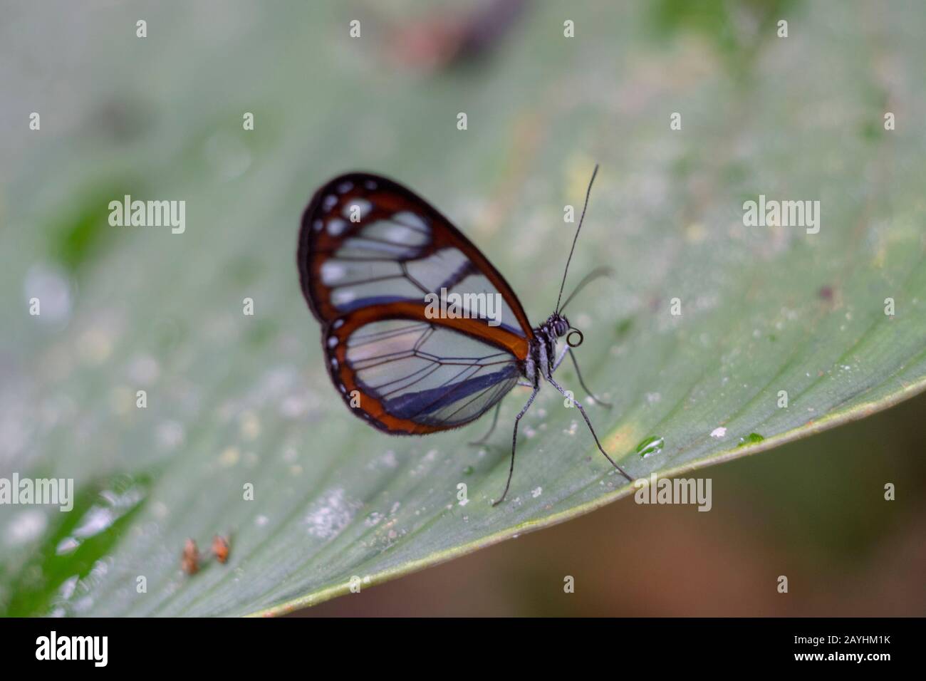Longwing butterfly at the Mindo butterfly farm in Mindo, near Quito ...
