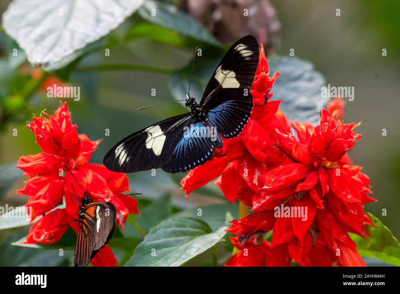 Longwing butterfly at the Mindo butterfly farm in Mindo, near Quito ...