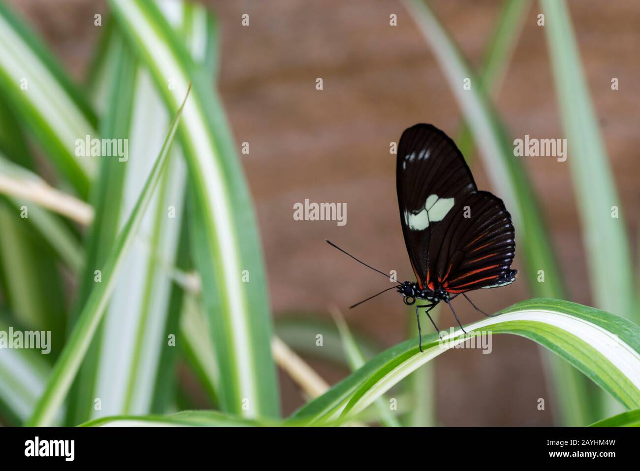 Longwing butterfly at the Mindo butterfly farm in Mindo, near Quito ...