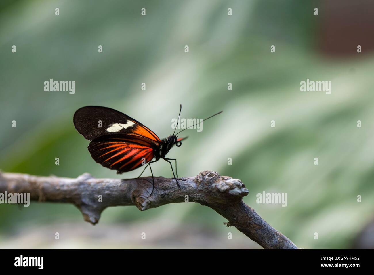 Longwing butterfly at the Mindo butterfly farm in Mindo, near Quito ...