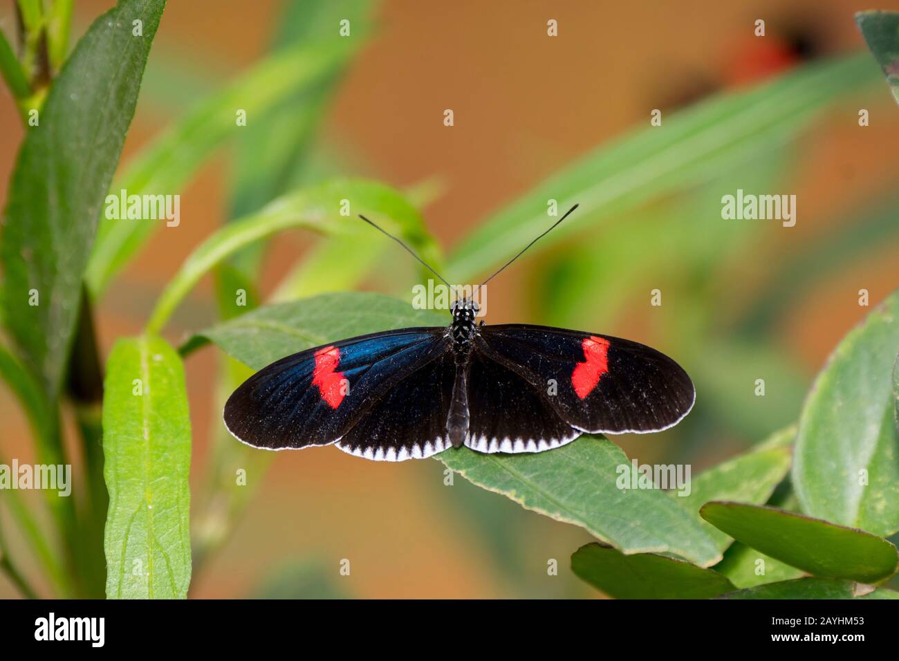 Longwing butterfly at the Mindo butterfly farm in Mindo, near Quito ...