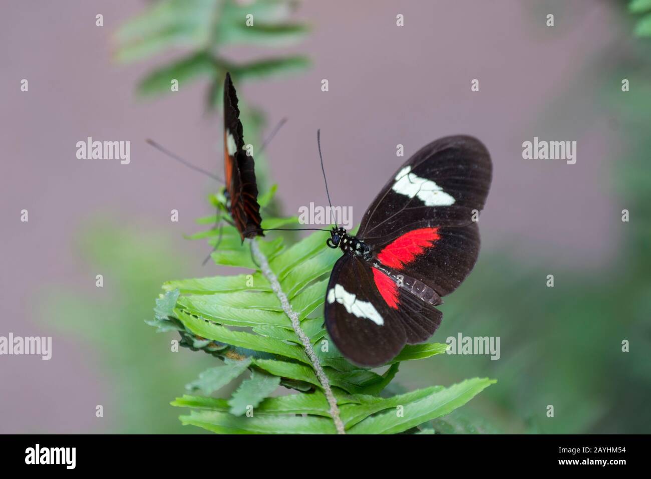 Longwing butterfly at the Mindo butterfly farm in Mindo, near Quito ...