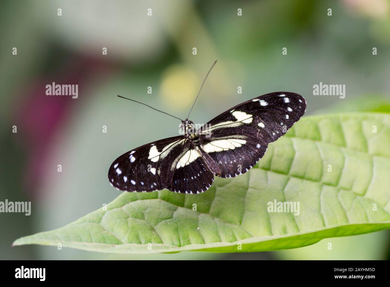 Longwing butterfly at the Mindo butterfly farm in Mindo, near Quito ...