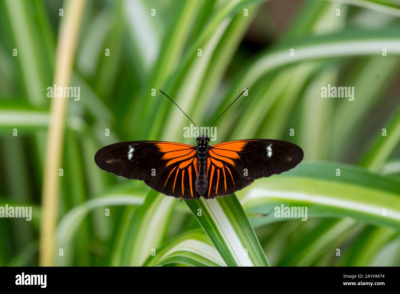 Longwing butterfly at the Mindo butterfly farm in Mindo, near Quito ...