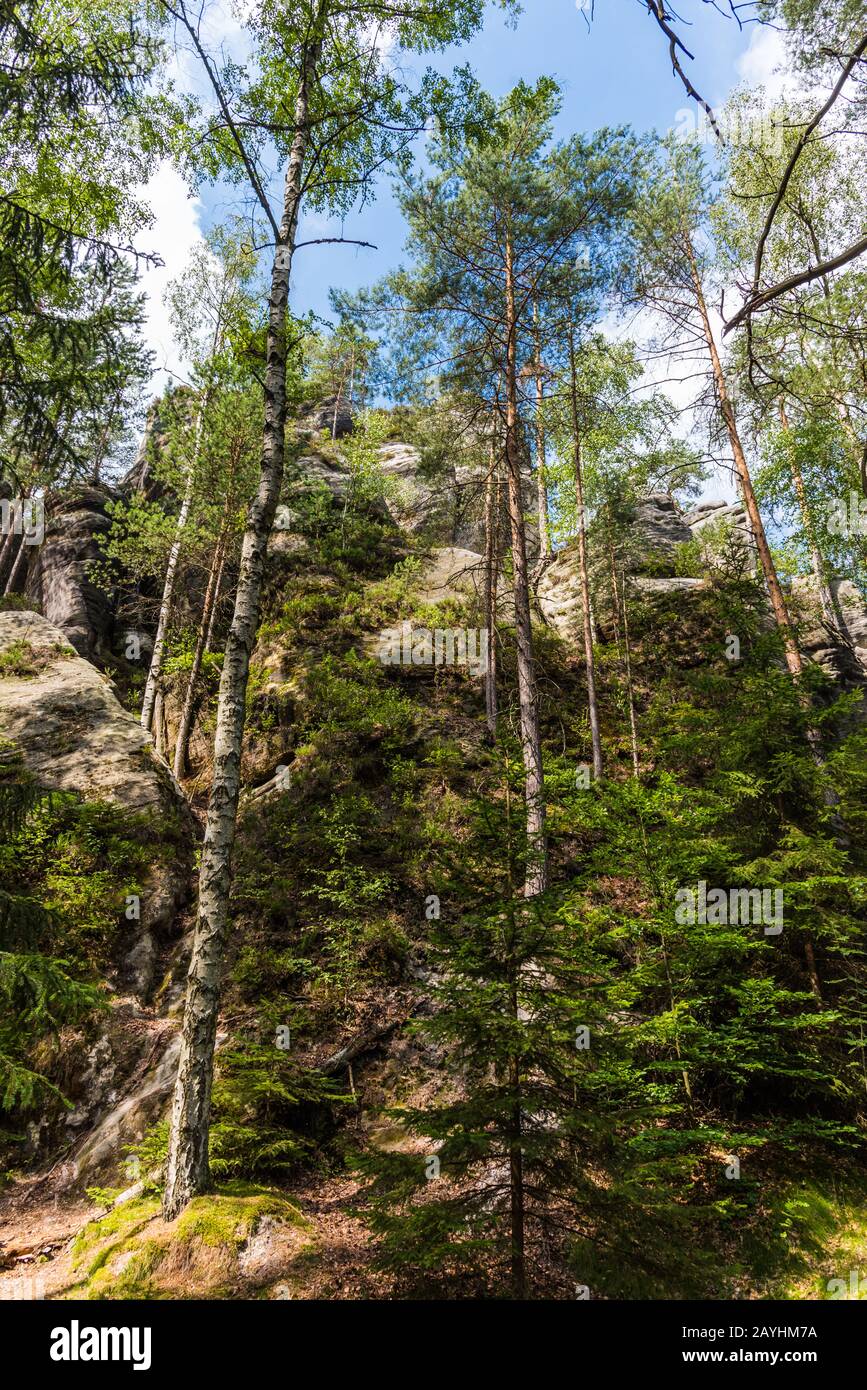 Tall thin trees hi-res stock photography and images - Alamy