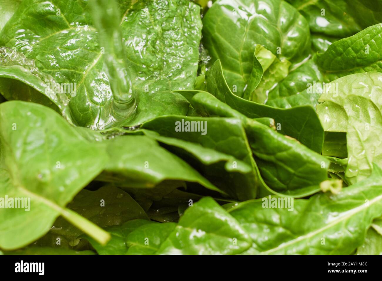 Fresh spinach, organic spinach washed with water, a source of nutrition ...