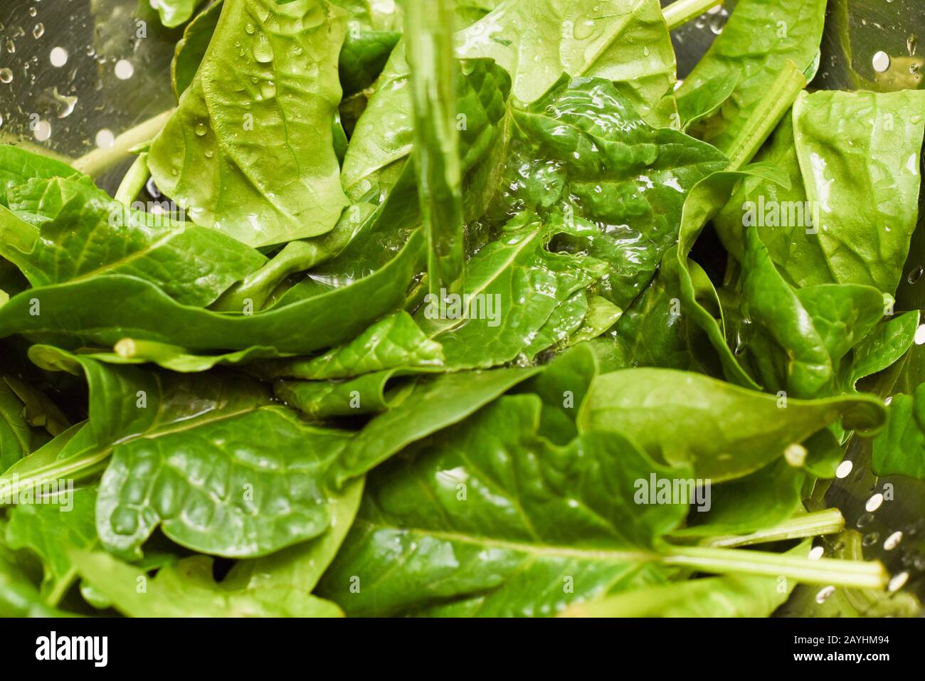 Fresh spinach, organic spinach washed with water, a source of nutrition ...