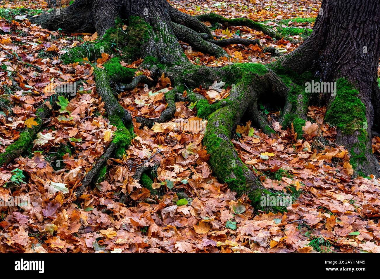 Autumn leaves and moss on tree roots Stock Photo - Alamy