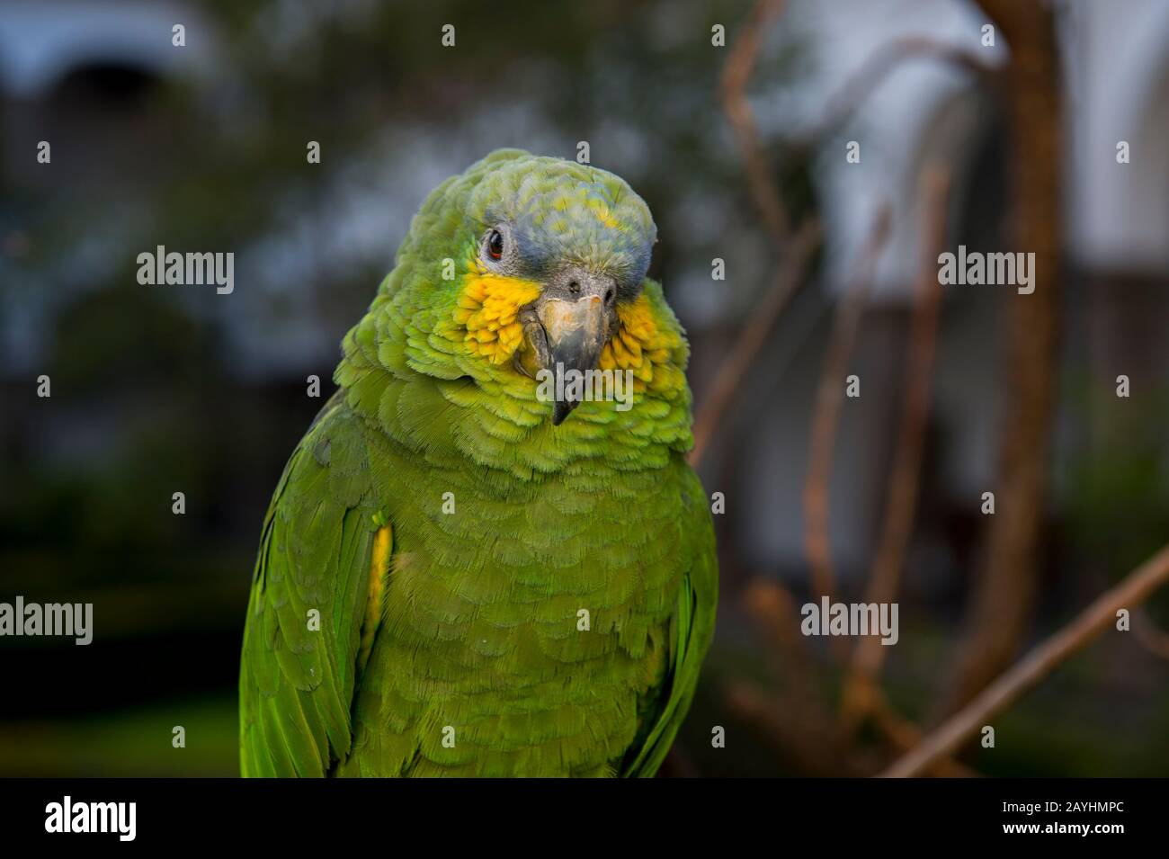 Parrots san francisco hi-res stock photography and images - Alamy