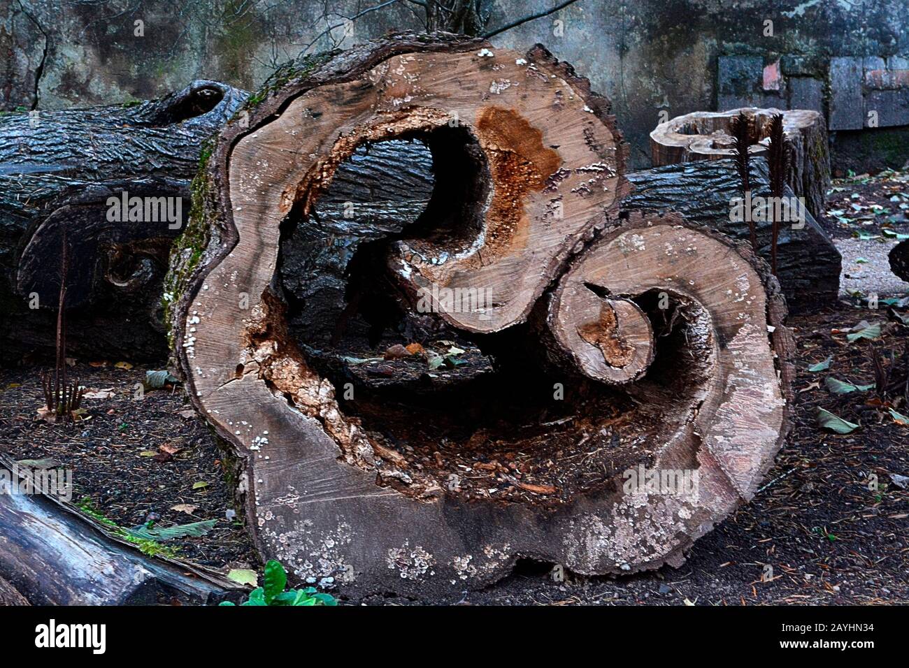 Heart-shaped saw cut tree Stock Photo - Alamy