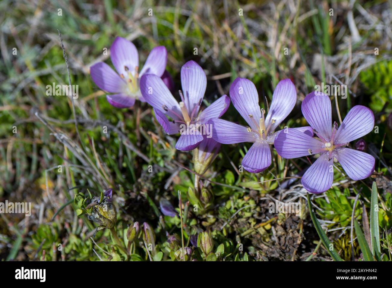 Gentian flowers in the Cotopaxi National Park in the Andes Mountains ...