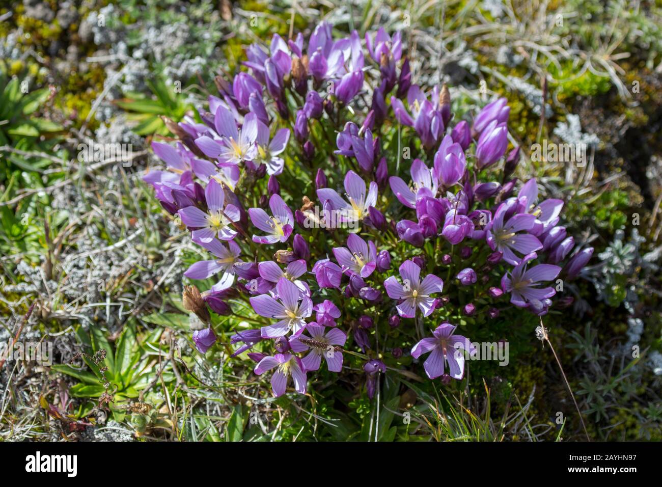 Ecuador flower andes mountain hi-res stock photography and images - Alamy