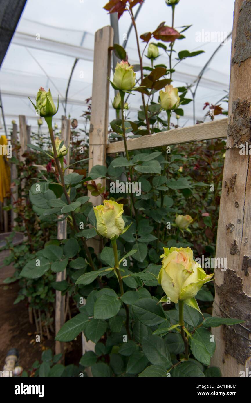 Roses being grown for export in a greenhouse on a rose farm in the ...