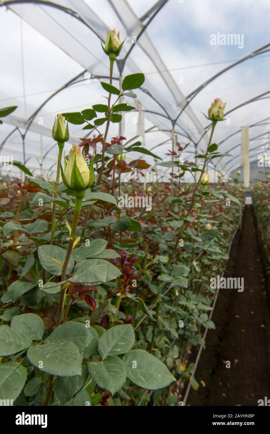Roses being grown for export in a greenhouse on a rose farm in the ...
