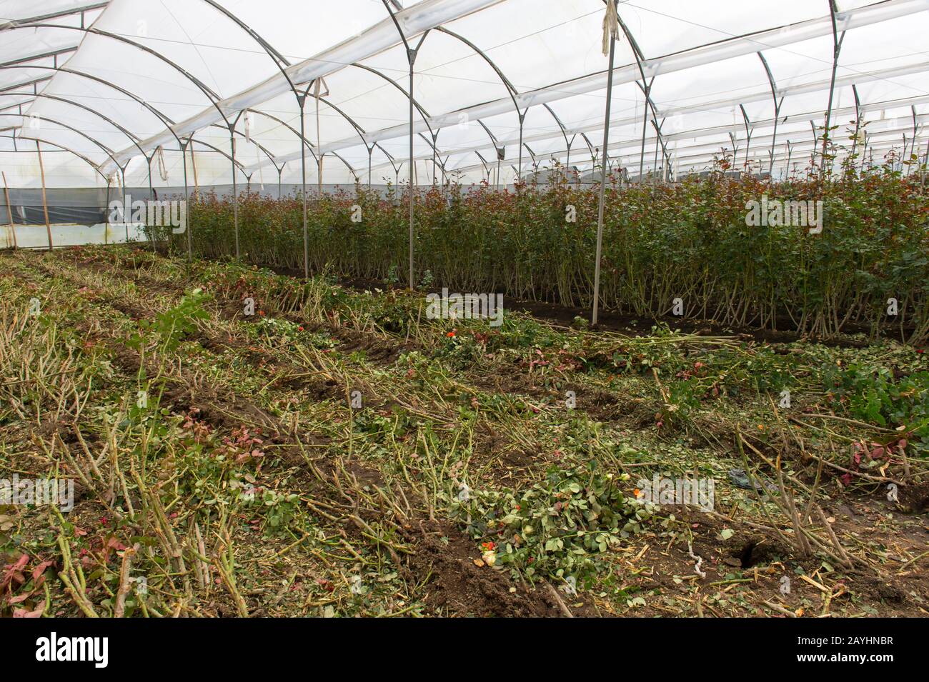 Rose greenhouse farm hi-res stock photography and images - Alamy