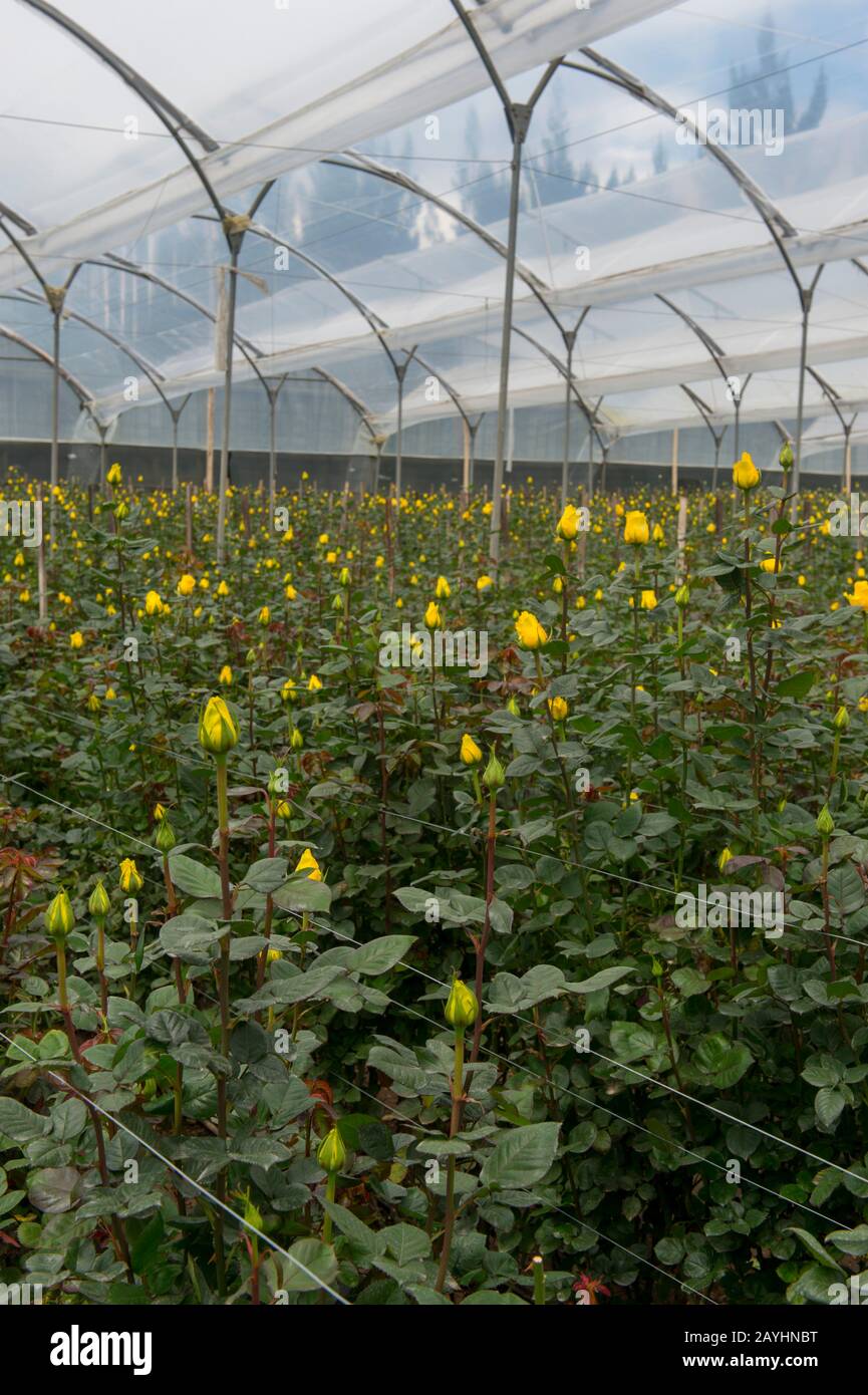 Roses being grown for export in a greenhouse on a rose farm in the ...