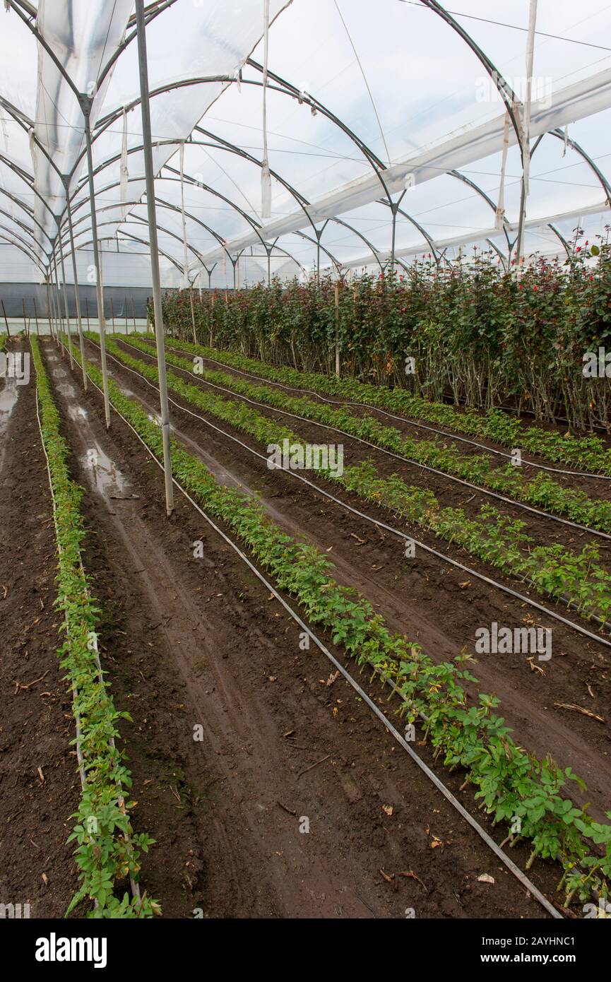 American grown roses hi-res stock photography and images - Alamy