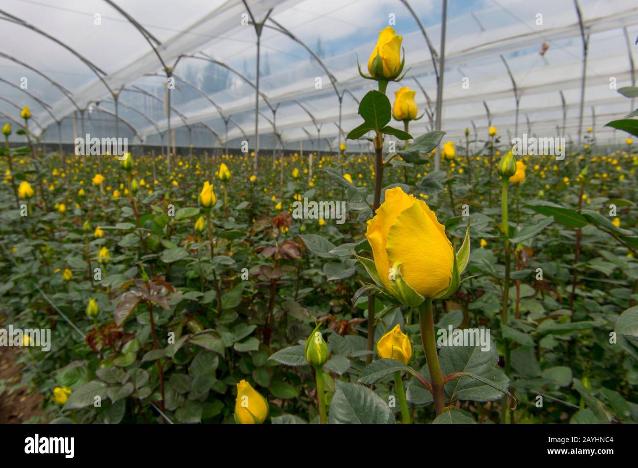 Roses being grown for export in a greenhouse on a rose farm in the ...