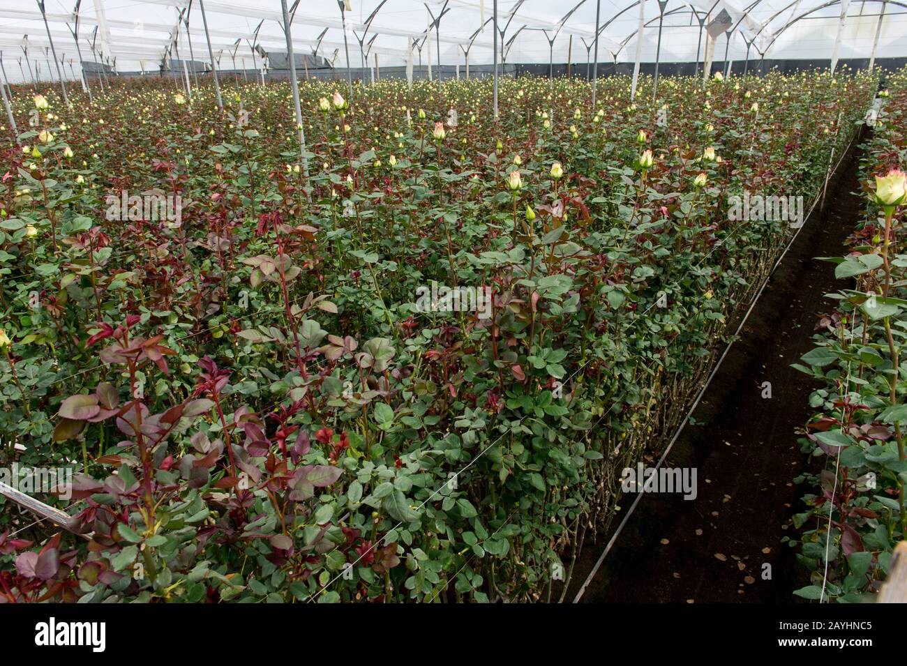 Roses being grown for export in a greenhouse on a rose farm in the ...