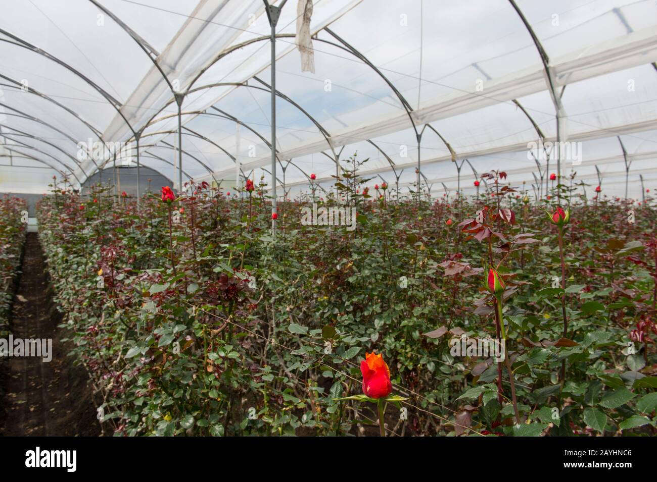 Roses being grown for export in a greenhouse on a rose farm in the ...