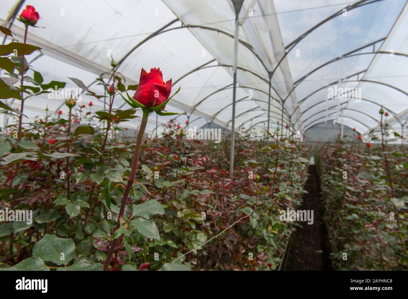 Roses being grown for export in a greenhouse on a rose farm in the ...