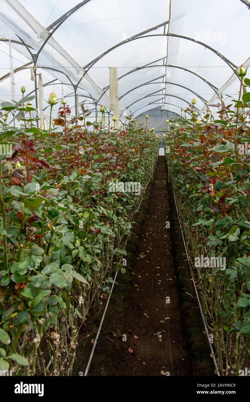 Roses being grown for export in a greenhouse on a rose farm in the ...