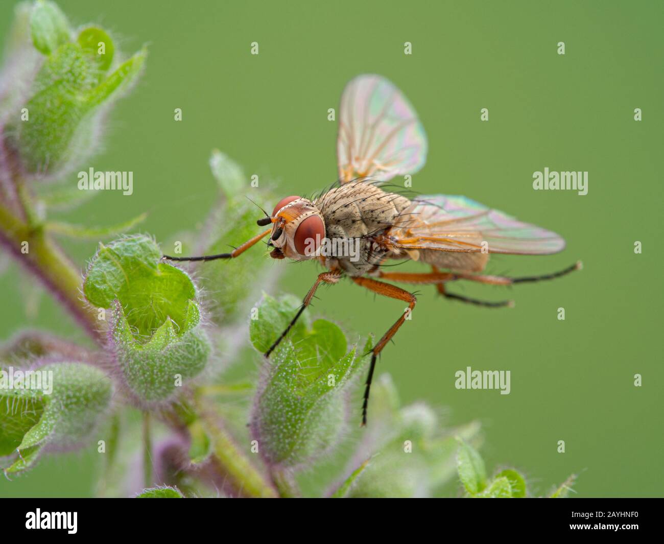 root-maggot fly, Anthomyiidae species, grooming its hind legs while ...