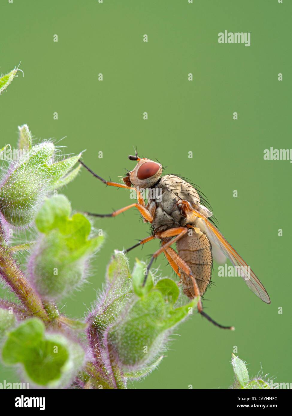 root-maggot fly, Anthomyiidae species, perched on an Iranian wood sage ...