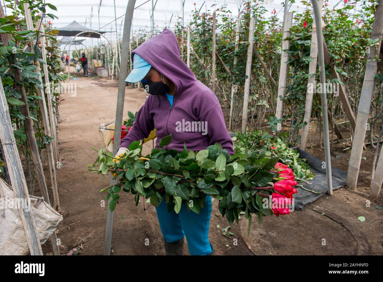 Workers picking roses for export in a greenhouse on a rose farm in the ...