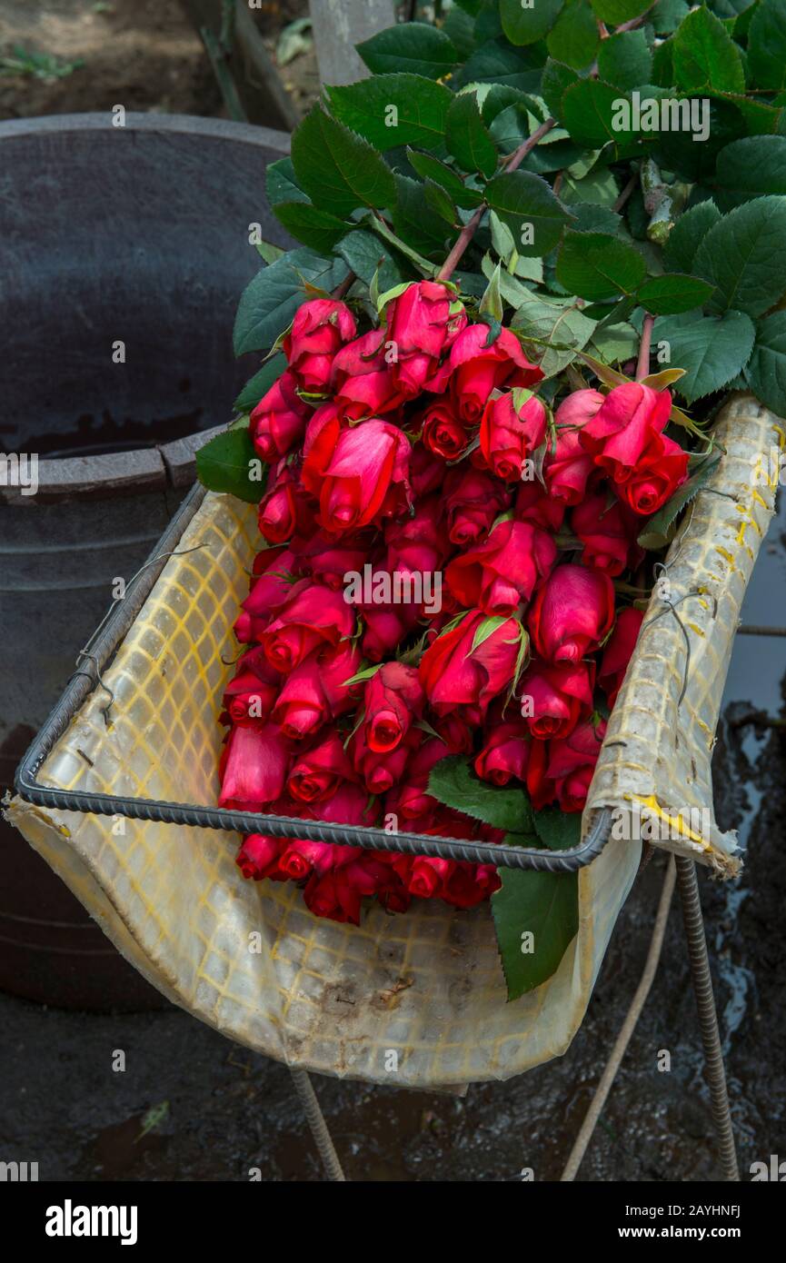 Roses being grown for export in a greenhouse on a rose farm in the ...