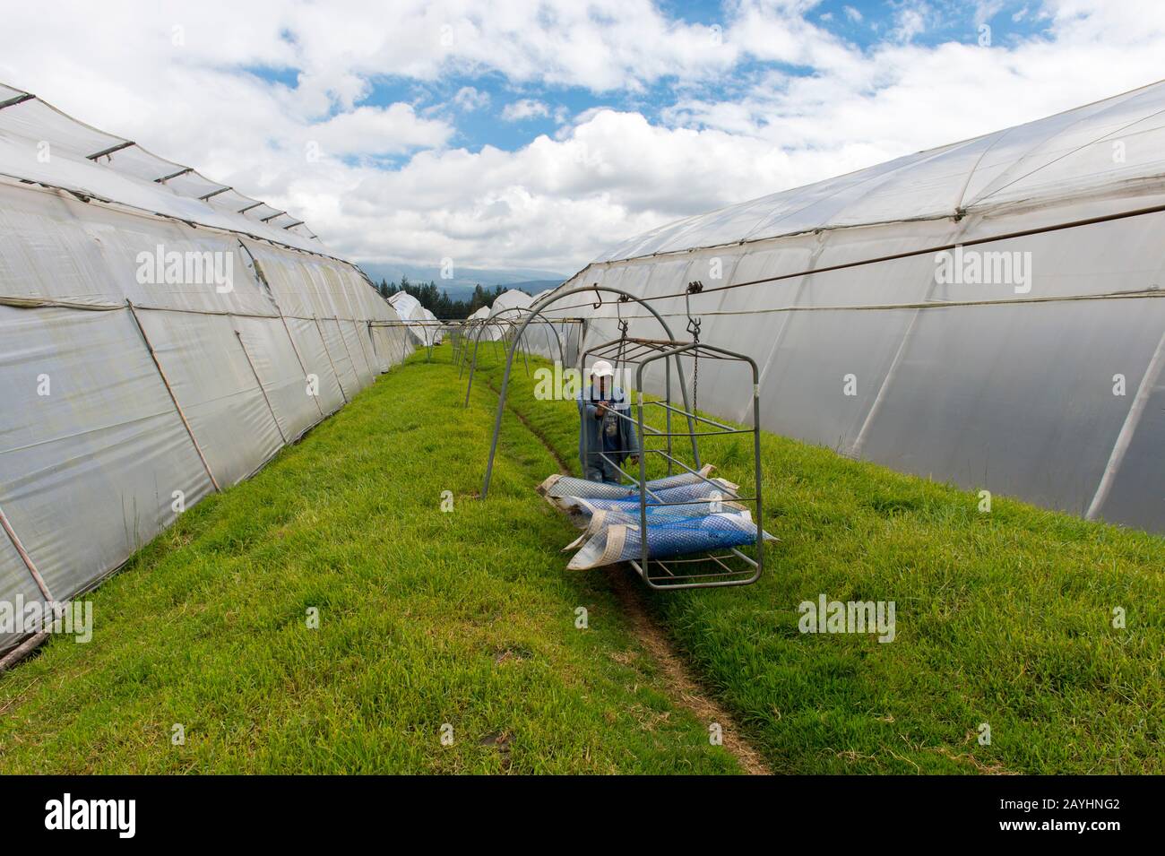 A worker is transporting roses for export to the sorting facility on a ...