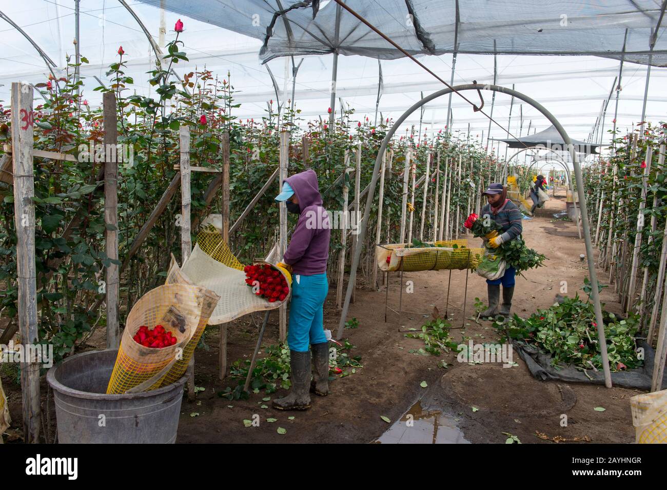 Workers picking roses for export in a greenhouse on a rose farm in the ...