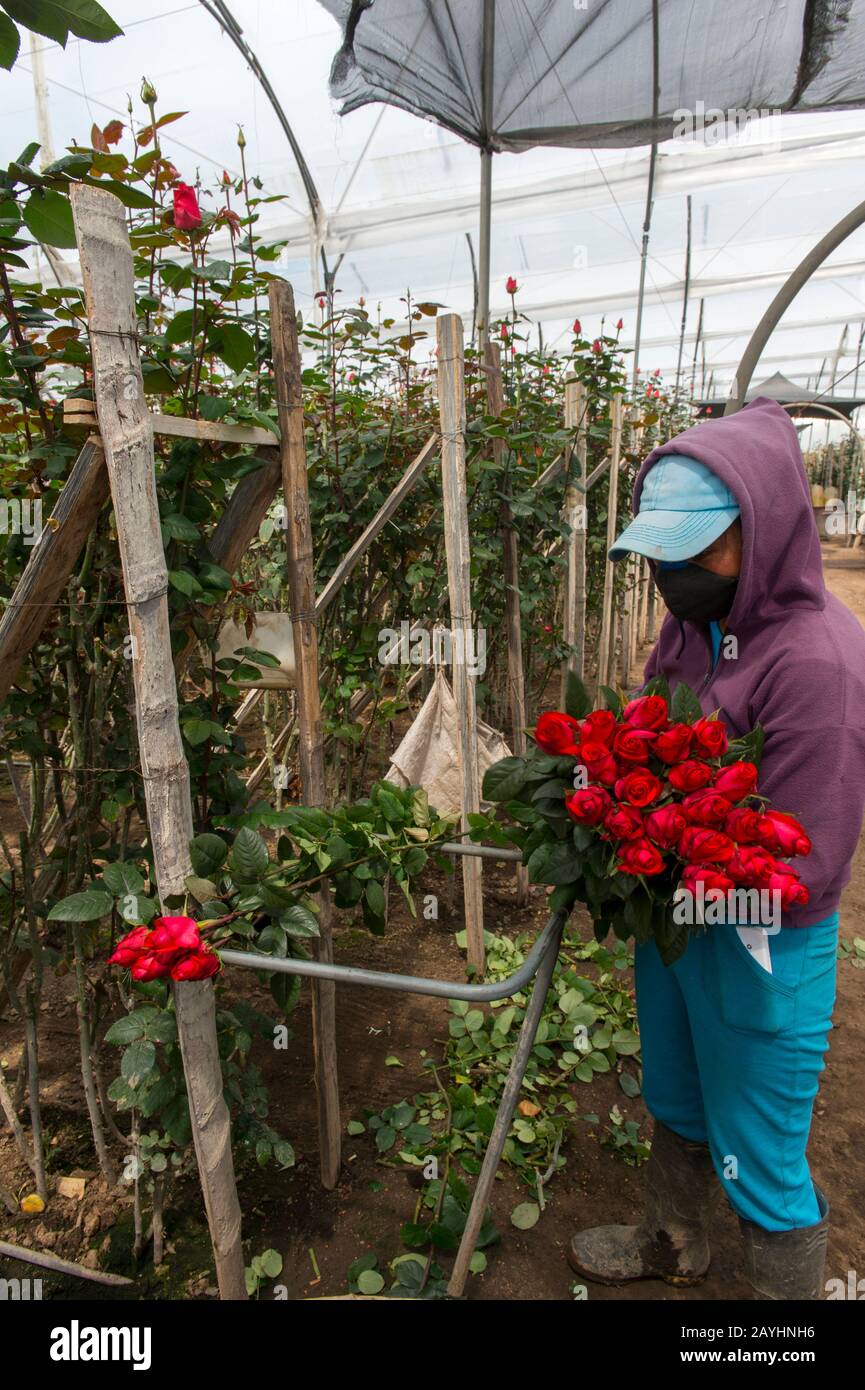 Ecuadorian workers hi-res stock photography and images - Alamy