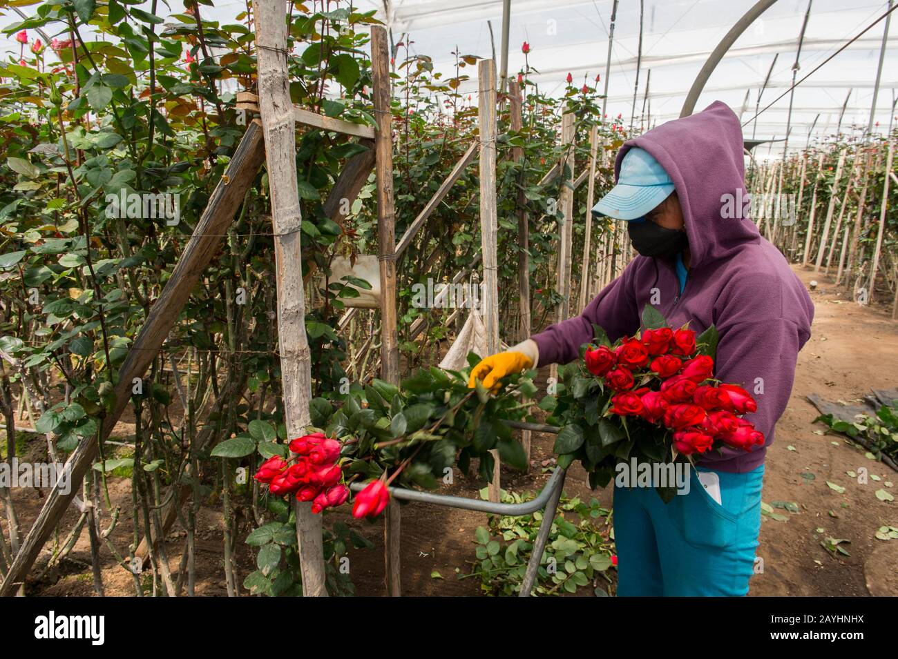 Workers picking roses for export in a greenhouse on a rose farm in the ...