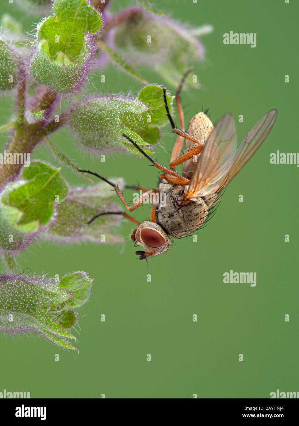 root-maggot fly, Anthomyiidae species, perched upside-down on an ...