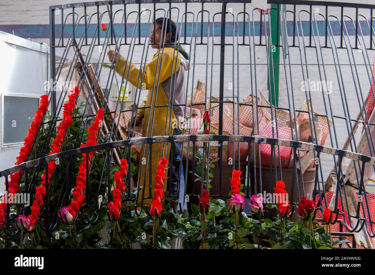 Roses for export being sorted on a rose farm in the highlands near ...