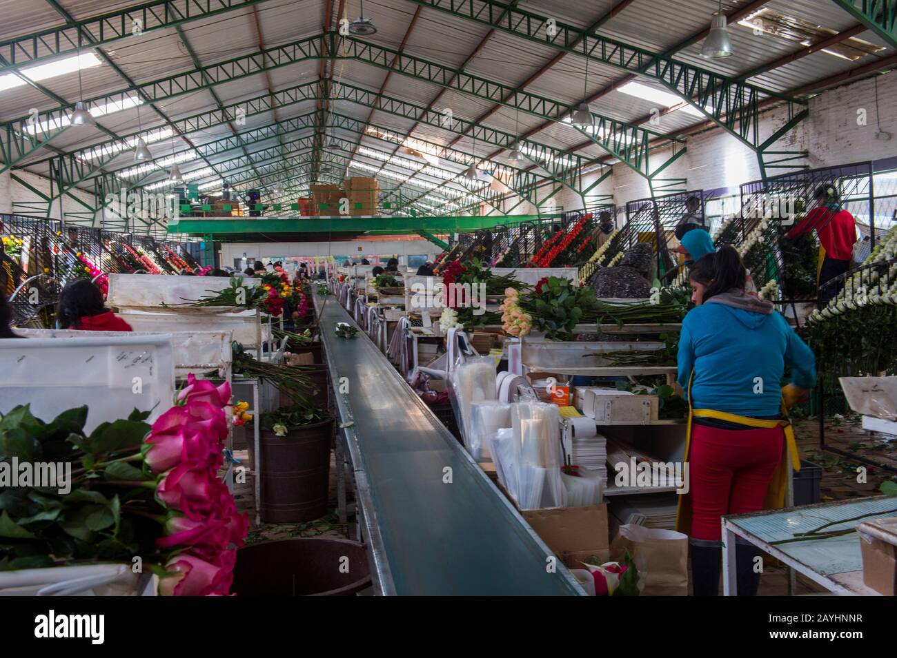 Quito Rose Markets