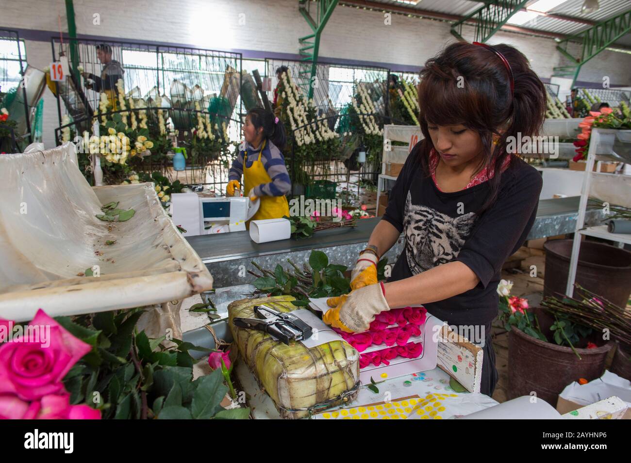 Ecuadorian rose hi-res stock photography and images - Alamy