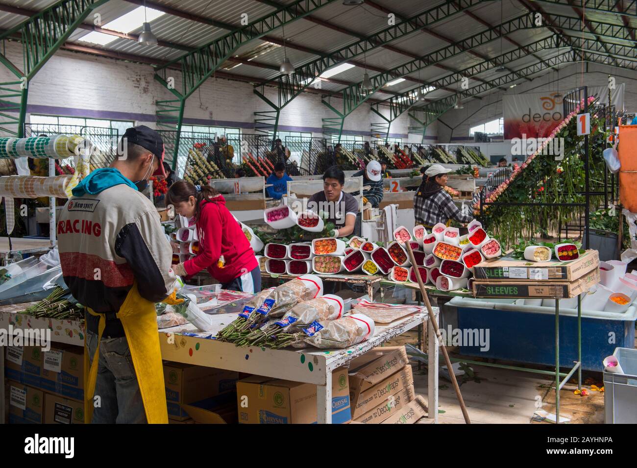 Rose packaging hi-res stock photography and images - Alamy