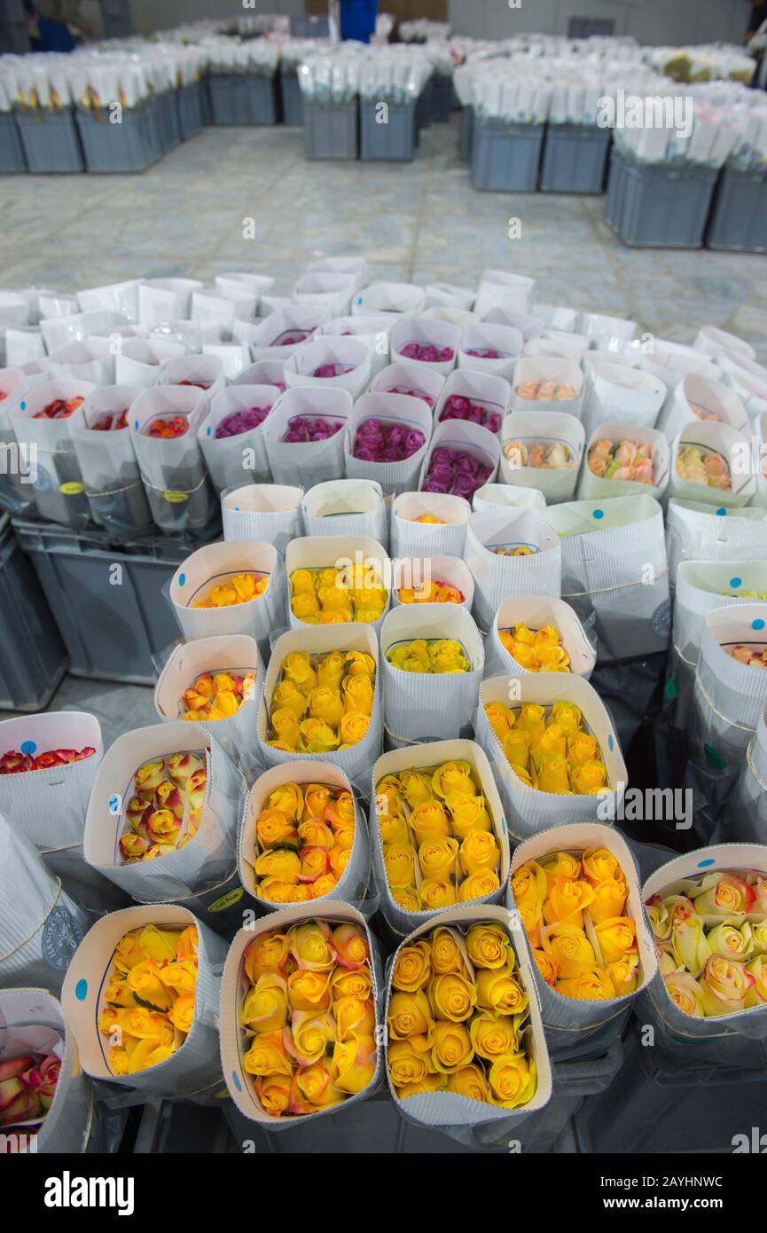 Roses packaged for export on a rose farm in the highlands near Quito ...