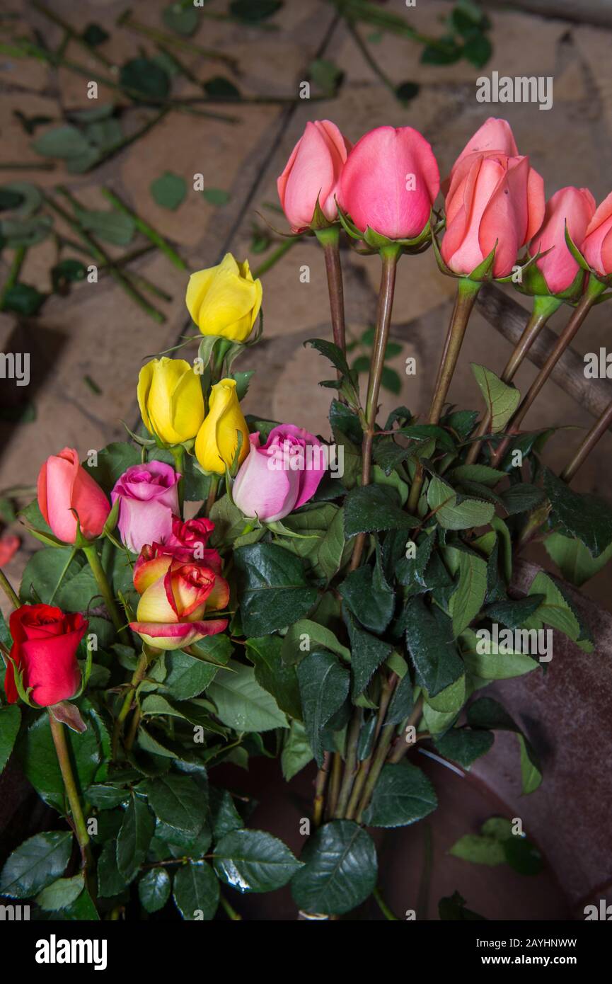 Rose farm hi-res stock photography and images - Alamy