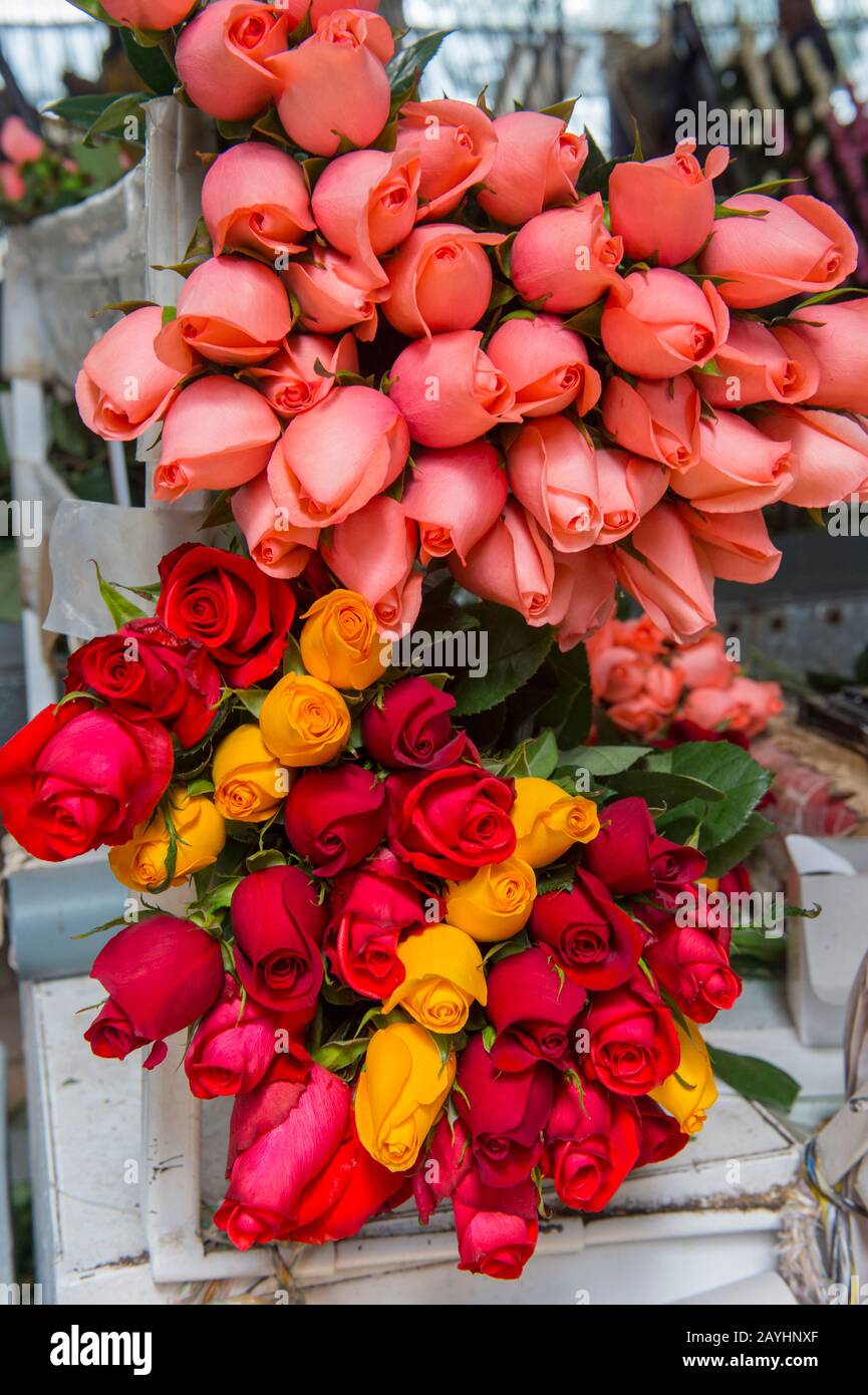 Roses for export on a rose farm in the highlands near Quito, Ecuador ...