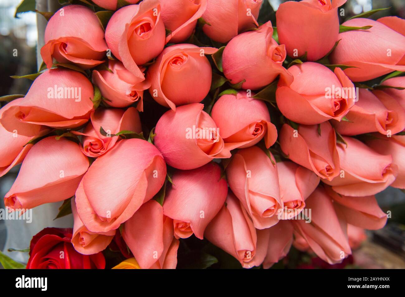 Roses for export on a rose farm in the highlands near Quito, Ecuador ...