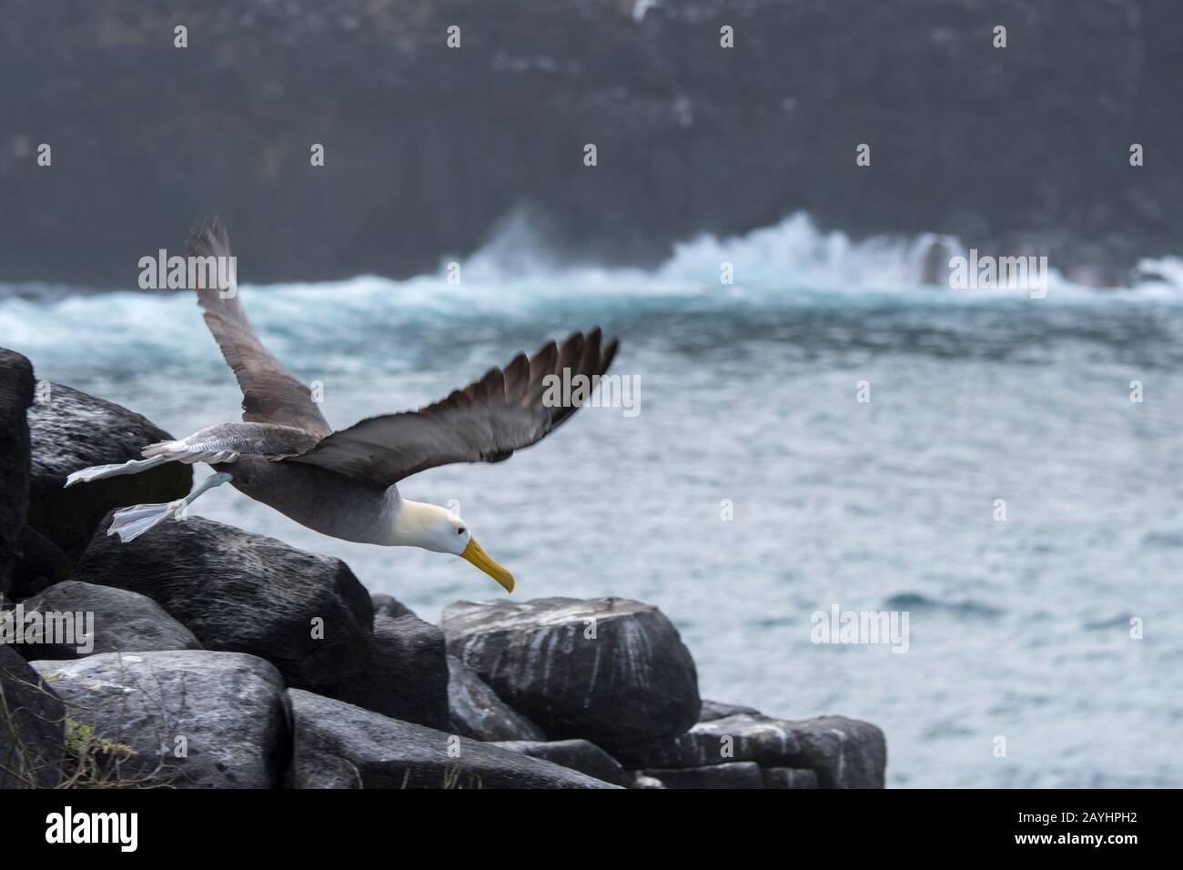 A waved albatross (Phoebastria irrorata) is taking off from the cliff ...