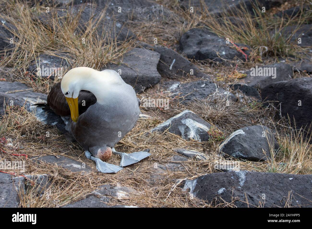 A waved albatross (Phoebastria irrorata) incubating an egg on the nest ...