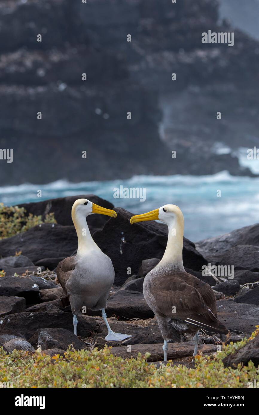 Courtship behavior of a waved albatross (Phoebastria irrorata) couple ...