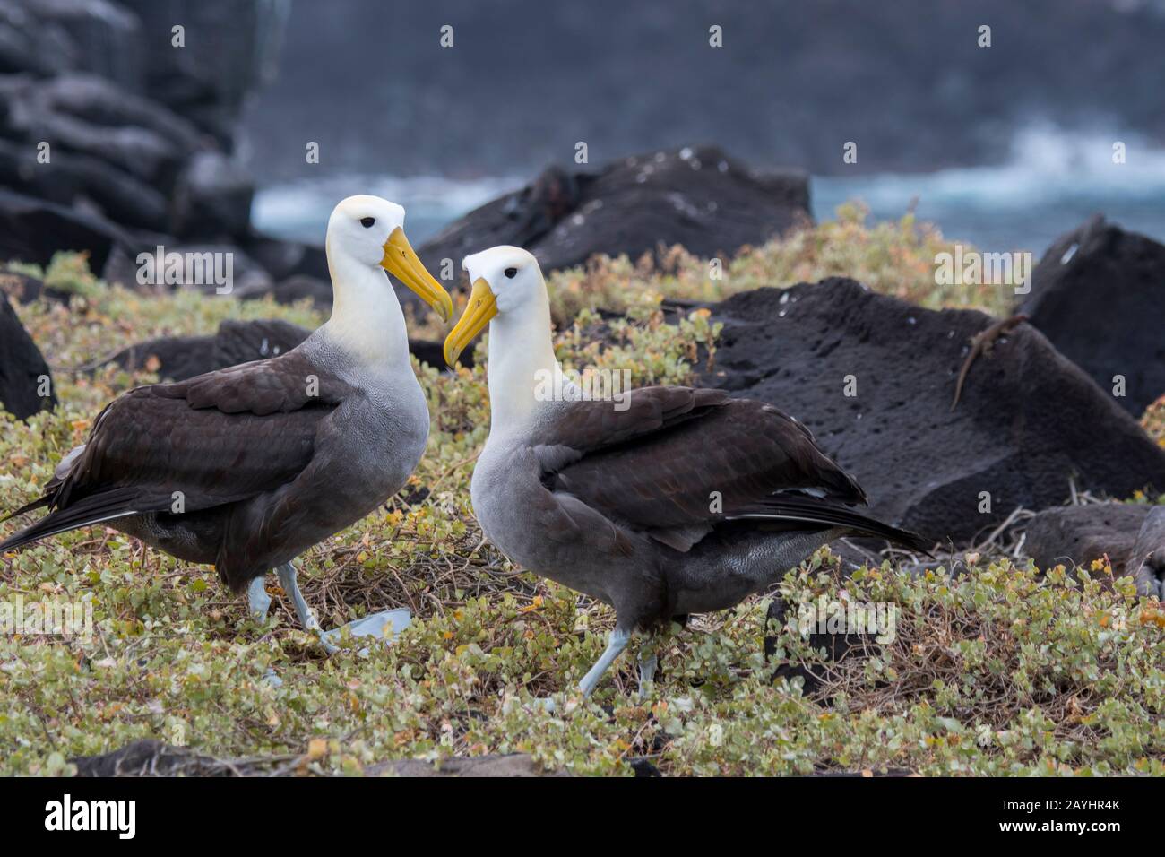 A waved albatross (Phoebastria irrorata) couple at the nesting colony ...