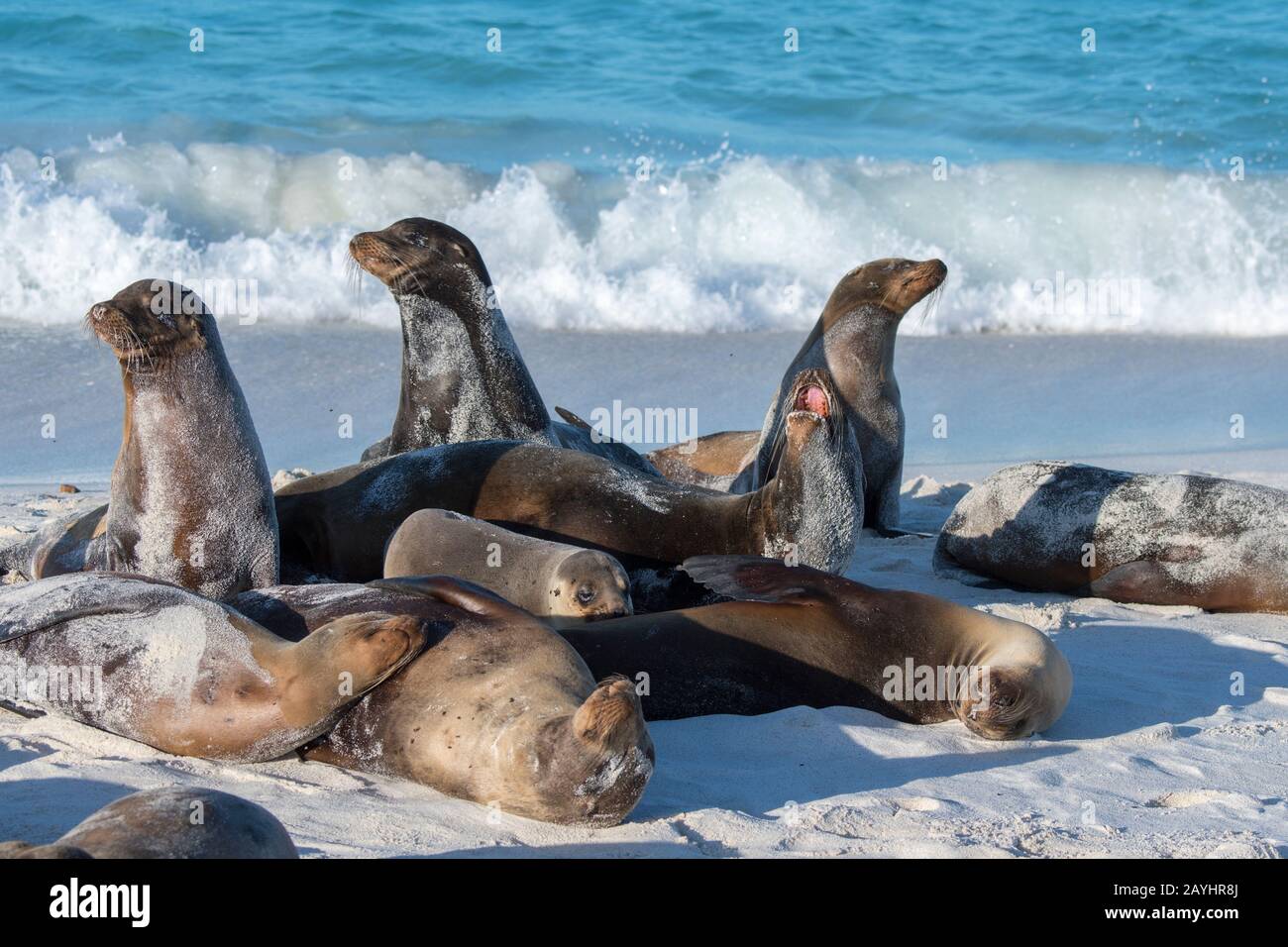 Galapagos sea lions (Zalophus wollebaeki) on a beach at Gardner Bay on ...