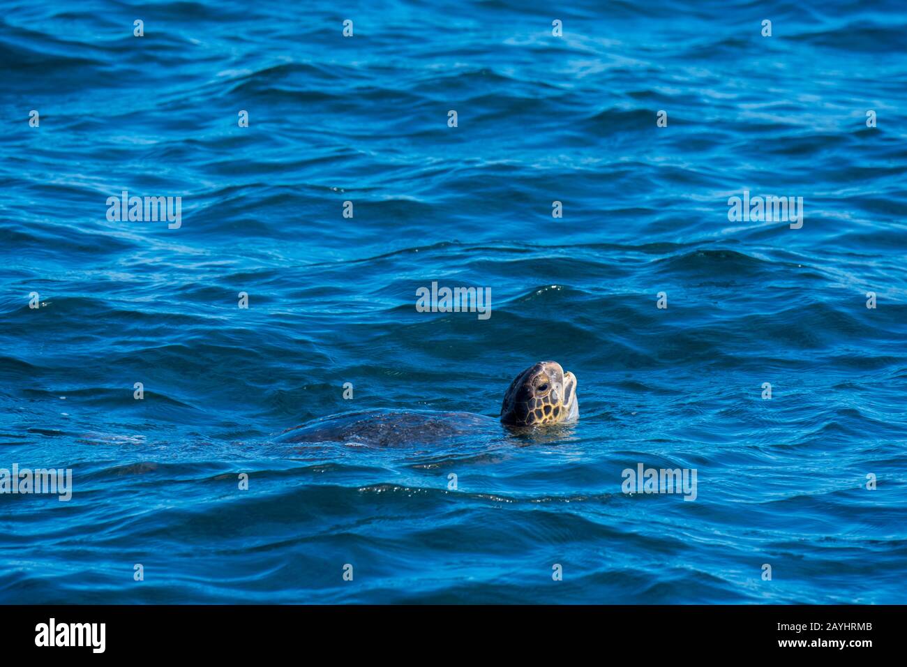 A green sea turtle is swimming in the water of a bay at Genovesa Island ...
