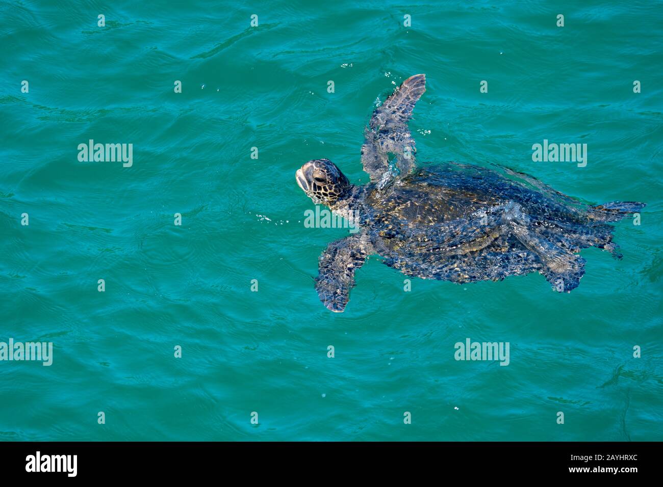A green sea turtle is swimming in the water of a bay at Genovesa Island ...